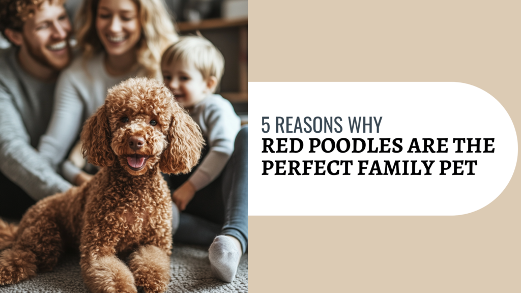 5 Reasons Why AKC Standard Poodles Are the Perfect Family Dog ...