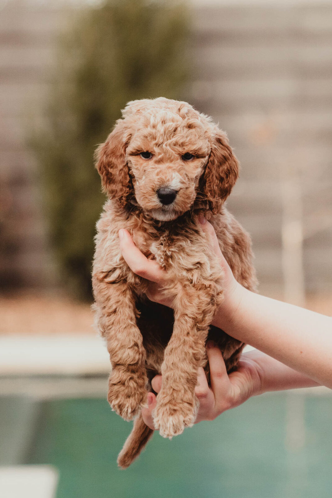 Understanding Poodle Coat Colors: Red, Apricot, and More ...