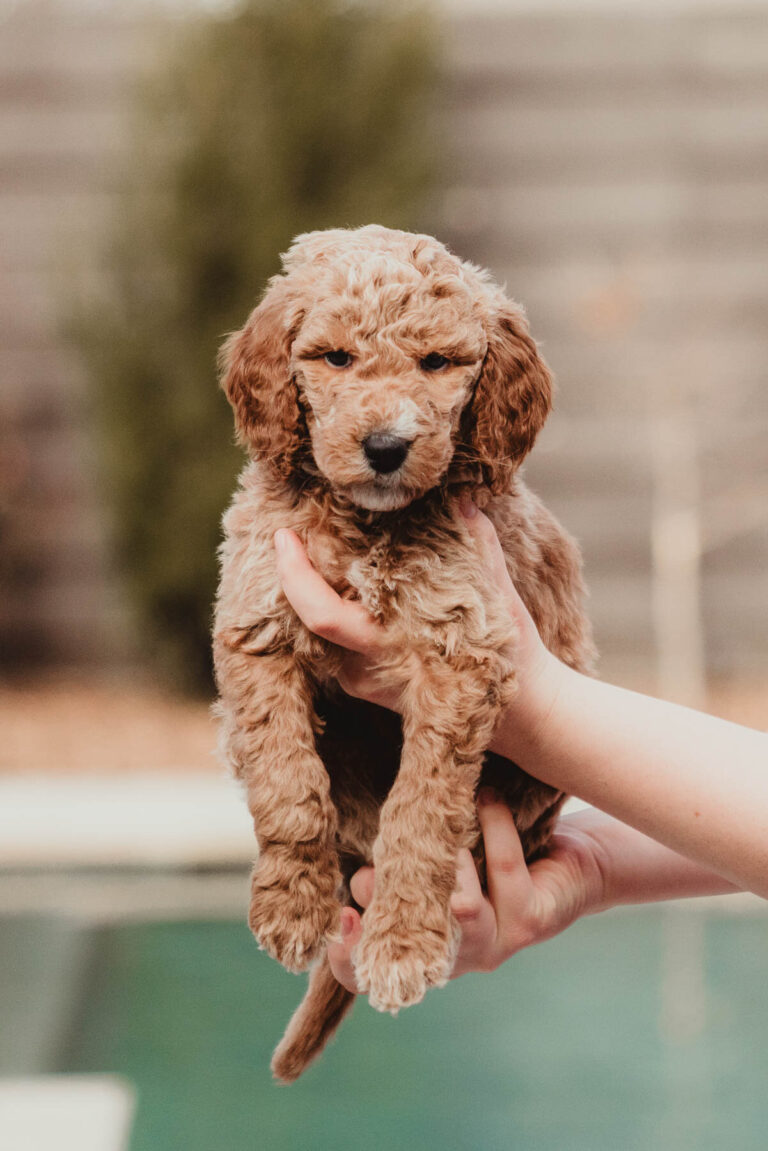 Understanding Poodle Coat Colors: Red, Apricot, and More ...